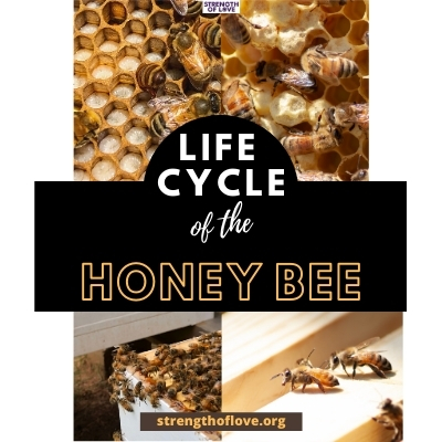 The Life Cycle of a Honey Bee - Strength of Love